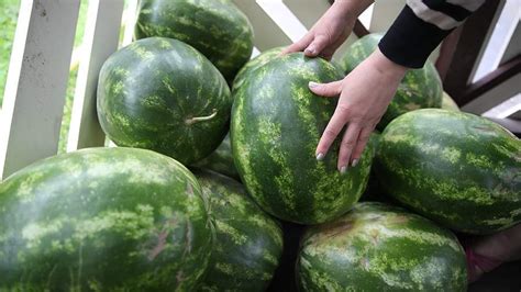 In Russia Created An Application To Determine The Ripeness Of