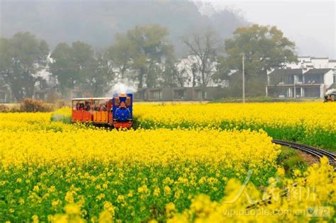 江西婺源：油菜花开迎客来 人民图片网