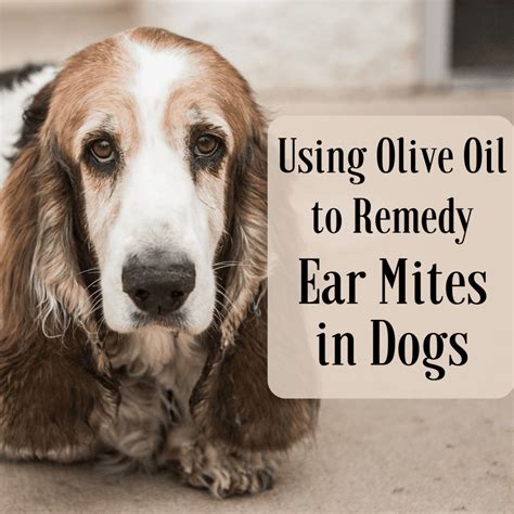 How Does A Dog Get Mites