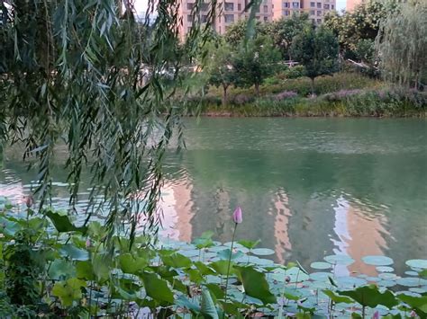 影像记录丨河北廊坊霸州牤牛河夏景之荷韵 图片新闻 新闻中心 霸州市人民政府