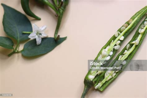 농장 신선한 유기농 그린 칠리 고추 녹색 배경의 바구니에 갓 수확 한 건강하고 매운 고추 공간을 복사합니다 0명에 대한 스톡 사진 및 기타 이미지 Istock