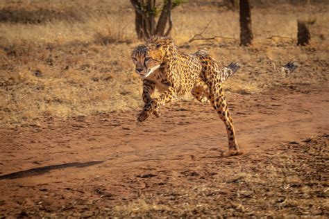 Cheeta Fotos Namibië Chris Stenger Travel And Nature Photography