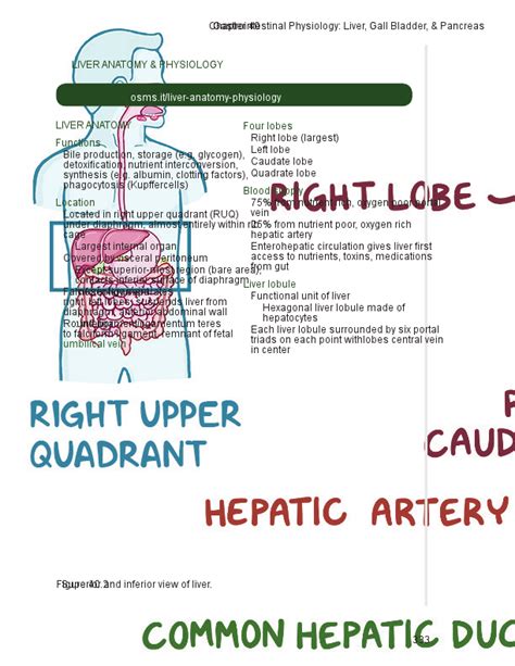 Liver Anatomy And Physiology Osmosis