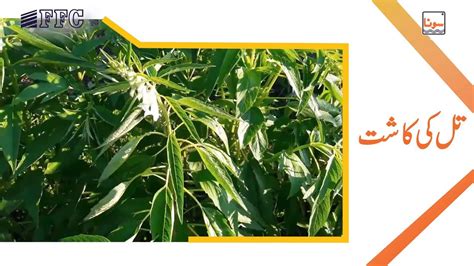 Sesame Cultivation تل کی کاشت Youtube