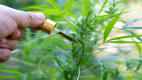 Cbd Oil Under The Tongue How Does It Works Atmos Smoke