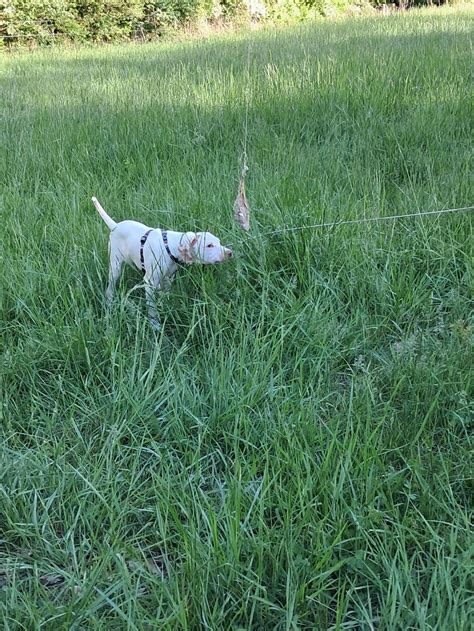 Akc Pointer Puppies