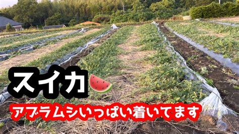 スイカのアブラムシ対策鹿児島 鹿屋農業 YouTube