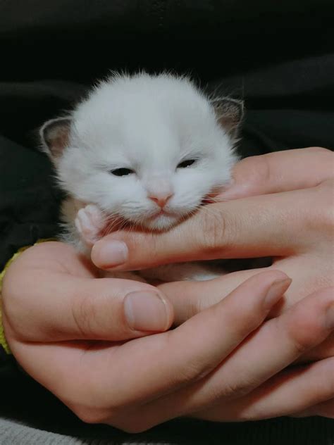 我的小猫 哔哩哔哩