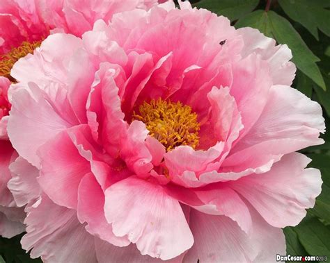 Hofburg Garden by Dan | Flowers photography, Flower painting, Pretty ...