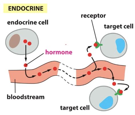 Topic Cell Signaling Flashcards Quizlet