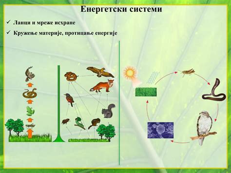 2 Autotrofi I Heterotrofi Pptx