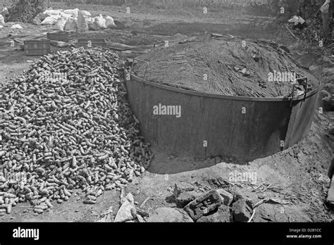 Turmeric Curcuma Longa Being Processed For Drying And Powdering Wai Satara Maharashtra