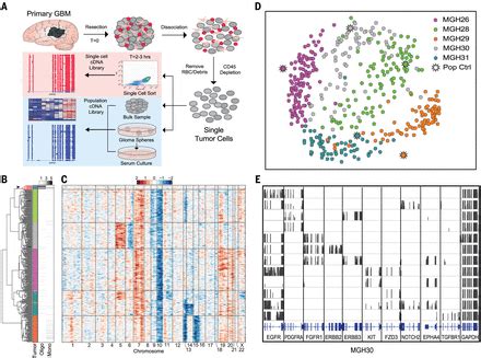 Single Cell Analysis Underscores Heterogeneity Within Brain Tumors Rna Seq Blog