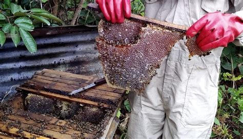 Beekeeping Apiculture