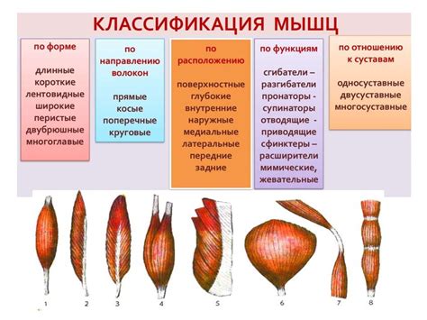 Скелетные мышцы Мышцы и фасции головы и шеи Online Presentation