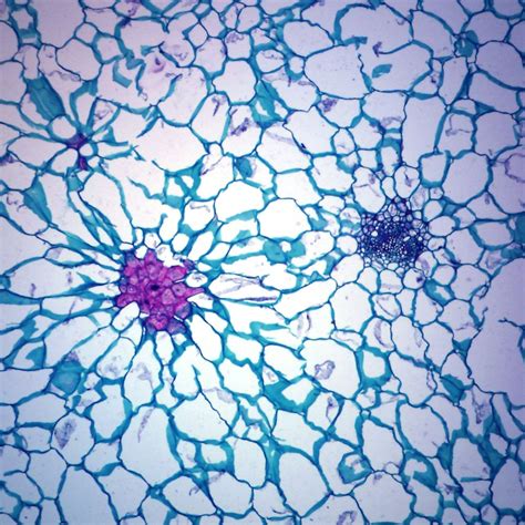 Pear Fruit Pyrus Cross Section Microscope Slide Carolina