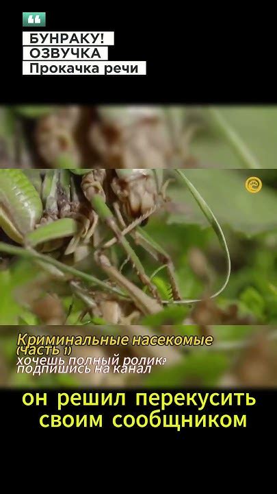 Криминальные насекомые! (Часть 1) - YouTube