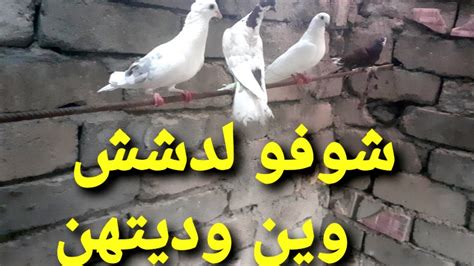 حمام لوت طيورعبود 🕊 Youtube