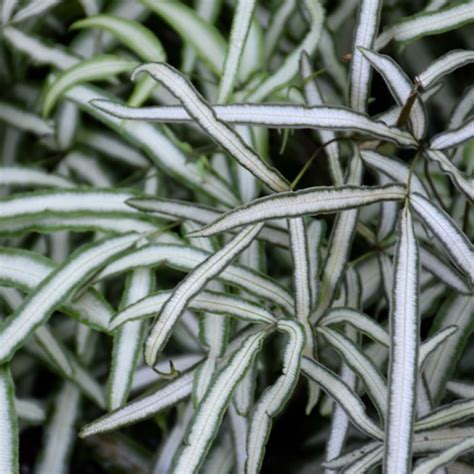 Fern Silver Ribbon Fern Gertens Garden Center