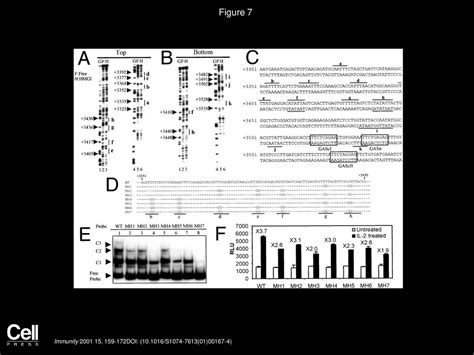 The Basis for IL 2 Induced IL 2 Receptor α Chain Gene Regulation ppt