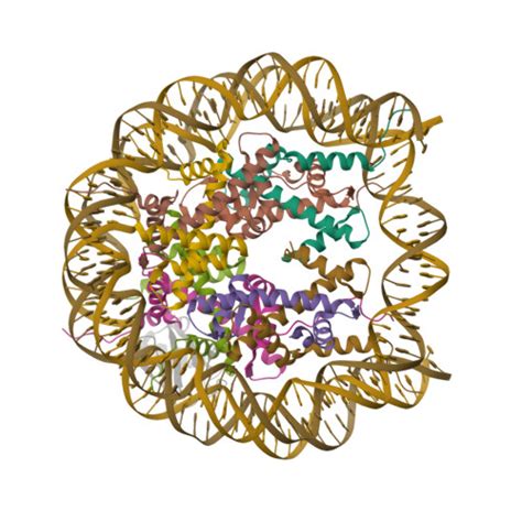 Rcsb Pdb 8v28 H2bk120ub Modified Nucleosome Ubiquitin Position 4