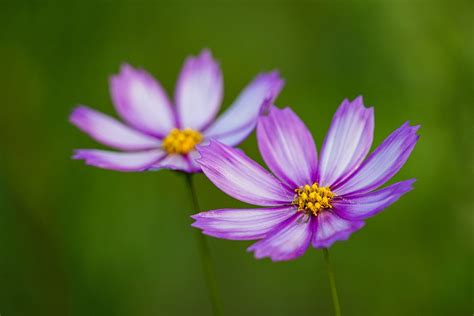 Cosmos Flower Plant Garden Free Photo On Pixabay Pixabay