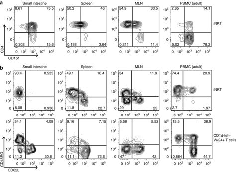 Invariant Natural Killer T Inkt Cells In The Fetal Small Intestine