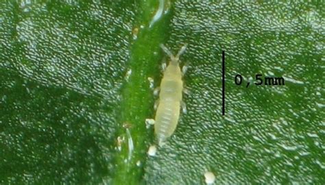 8 Deceptive Tiny Green Bugs That Bite One Can Be Deadly