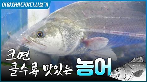 바다의 보약 농어 쓸개주 만드는 법 농어 잡는 모든 방법루어 주낙 그물 농어 어죽 Youtube