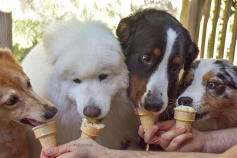 Qué hacer si tu mascota recibe un GOLPE DE CALOR Peluqueria Canina Online