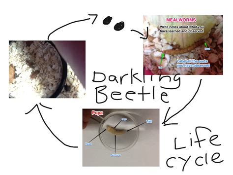 Darkling Beetle Life Cycle Tas Gr 2 Science Paradis Showme