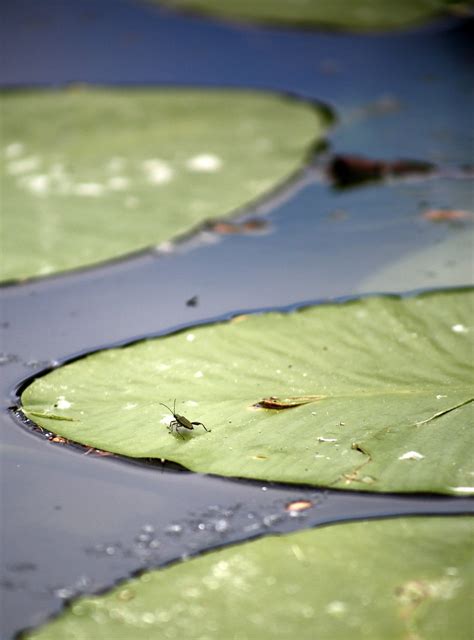 Water Lilies Lotus Pond Aquatic Free Photo On Pixabay Pixabay