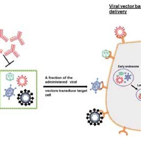 Schematic Illustration Of Viral Vectors And Non Viral Vector Mediated