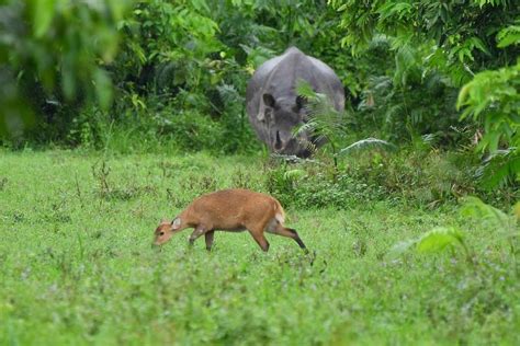 India Floods Swamp National Park Killing Six Rhinos Business
