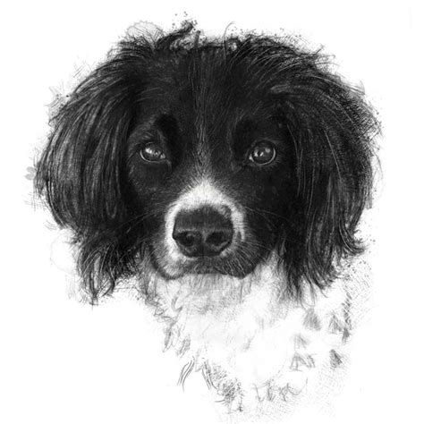 Spaniel Seanbriggs