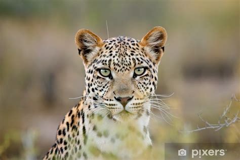 Wall Mural Leopard Portrait Kalahari Desert South Africa Pixersnetau