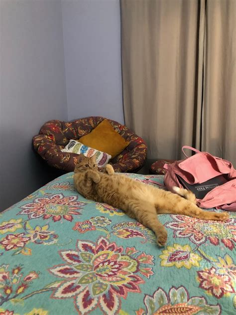 Milo Relaxing Scrolller