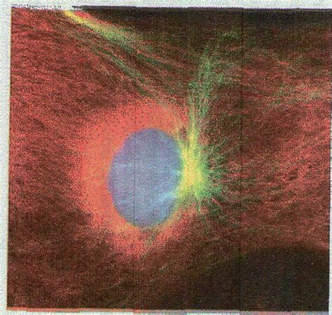 La Era MÁs Apasionante De La BiologÍa Mitosis