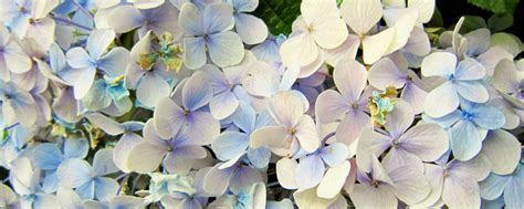 绣球花水养注意事项 发财农业网