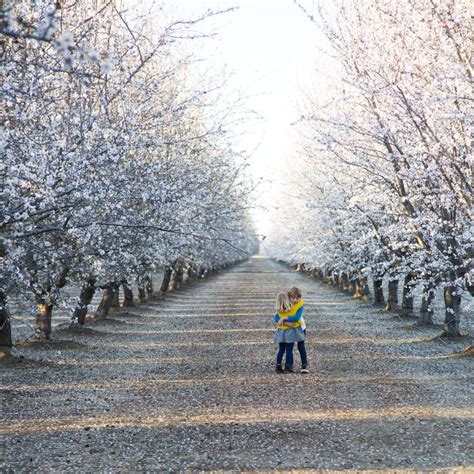 Almond Trees In Bloom Hither And Thither