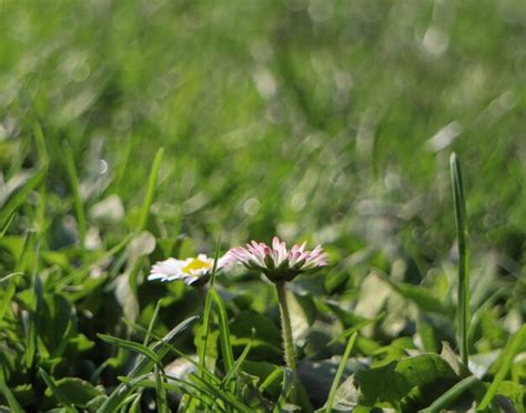 Premium Photo A Flower In The Grass