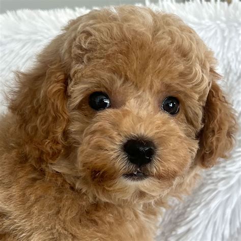 All Puppies For Sale On Heavenly Puppies All Kinds Of Breeds