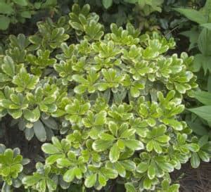 Mojo® Pittosporum