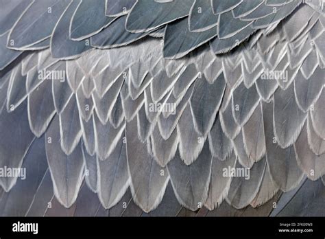 Close Up Detail Of Plumage Feather Of Grey Shoebill Balaeniceps Rex