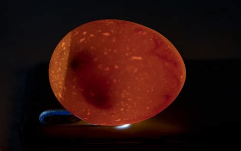 Candling Eggs No Veins At William Ashbolt Blog