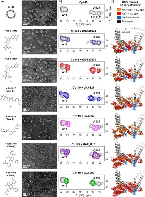 Csps Induced By Different Cam A And Cam E Compounds A Negative Staining