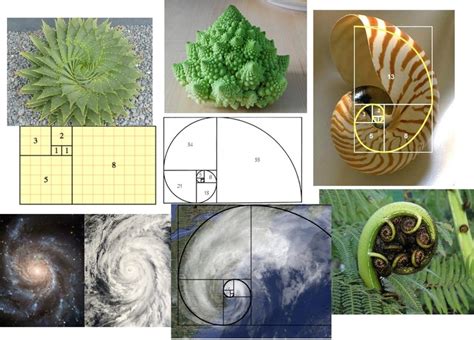 The Fibonacci Spiral Thanks Martha Magroski