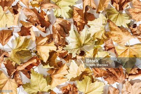 갈색과 노란색 톤의 건조한 단풍잎이 조화롭게 흩어져 있으며 질감과 빛 반사는 밝은 그림자가 있는 흰색 배경에 가을의 덧없음을 강조합니다 햇빛 0명에 대한 스톡 사진 및 기타