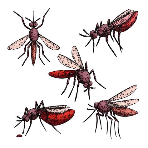Mosquito Set Sketch Hand Drawn 49304115 Vector Art At Vecteezy