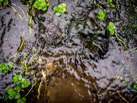 Environmental Aesthetics Yatesweb